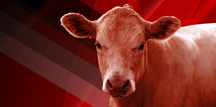 Red Heifer or Red Herring? | AF Blog | Amazing Facts